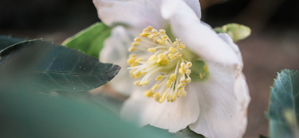 Frostigschöne Blütengrüße zu Beginn eines jeden neuen Jahres: Christrosen