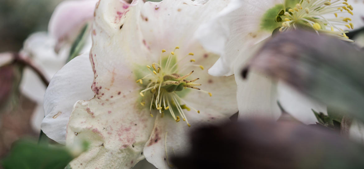 Frostigschöne Blütengrüße zu Beginn eines jeden neuen Jahres: Christrosen