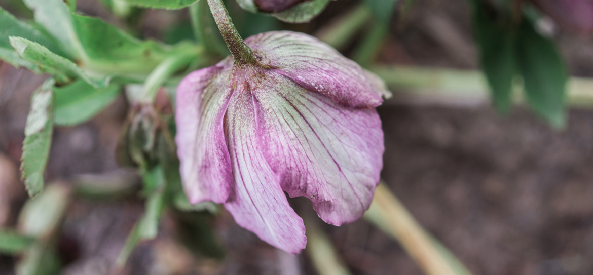 Frostigschöne Blütengrüße zu Beginn eines jeden neuen Jahres: Christrosen