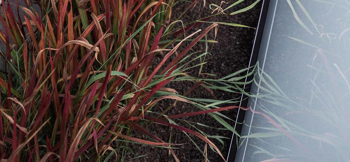 Ein versteckter Hingucker mit tollen Eigenschaften: Lava als Beetabdeckung!